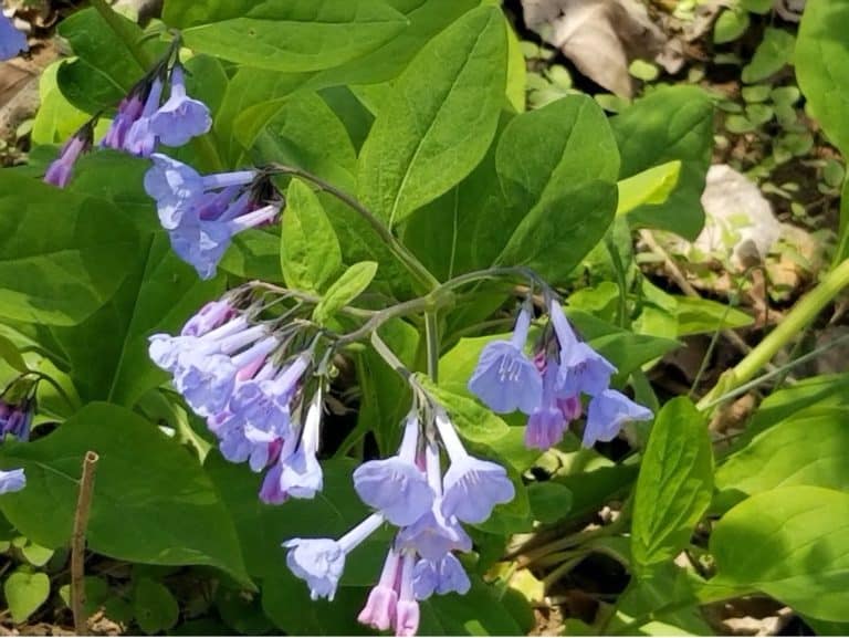 HVAC Specials & Discounts | AMS Air Conditioning & Heating